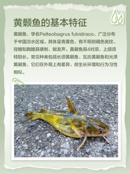 野生黄剑鱼图片_如何分辨真假-第3张图片-山城妙识 野生黄剑鱼图片_如何分辨真假-第3张图片-山城妙识