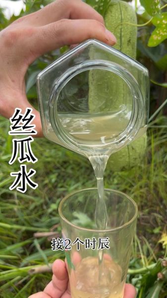 丝瓜水有什么功效_丝瓜水怎么用效果最好-第1张图片-山城妙识 丝瓜水有什么功效_丝瓜水怎么用效果最好-第1张图片-山城妙识
