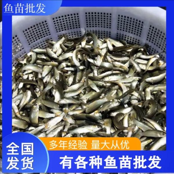 黑鱼苗多少钱一斤_哪里有卖-第1张图片-山城妙识