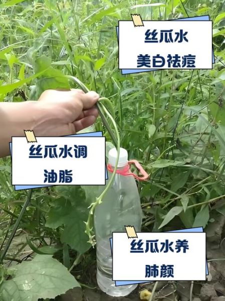 丝瓜水有什么功效_丝瓜水怎么用效果最好-第2张图片-山城妙识 丝瓜水有什么功效_丝瓜水怎么用效果最好-第2张图片-山城妙识
