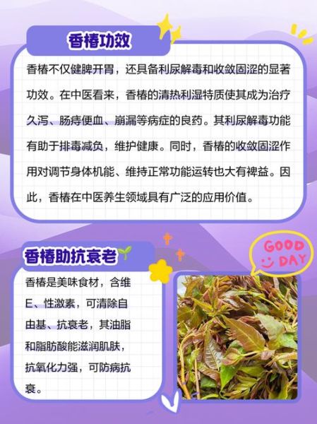 香椿的功效与作用_香椿的药用价值有哪些-第2张图片-山城妙识 香椿的功效与作用_香椿的药用价值有哪些-第2张图片-山城妙识