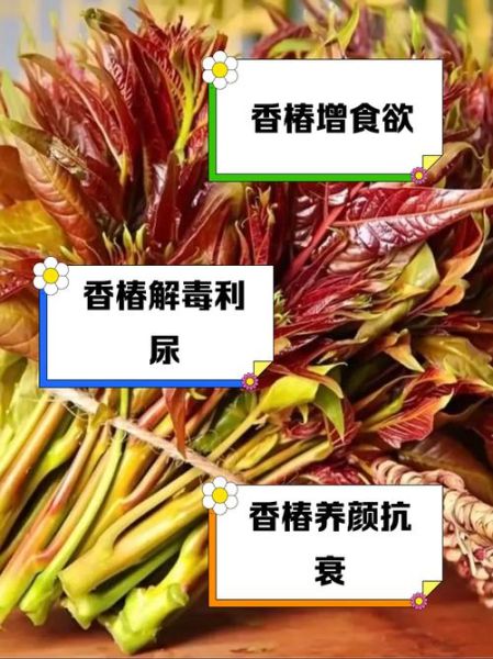香椿的功效与作用_香椿的药用价值有哪些-第3张图片-山城妙识 香椿的功效与作用_香椿的药用价值有哪些-第3张图片-山城妙识