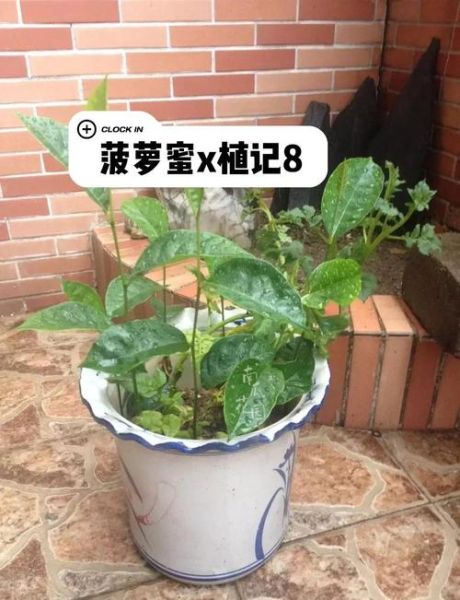 菠萝蜜的核怎么种盆栽_多久发芽-第1张图片-山城妙识 菠萝蜜的核怎么种盆栽_多久发芽-第1张图片-山城妙识