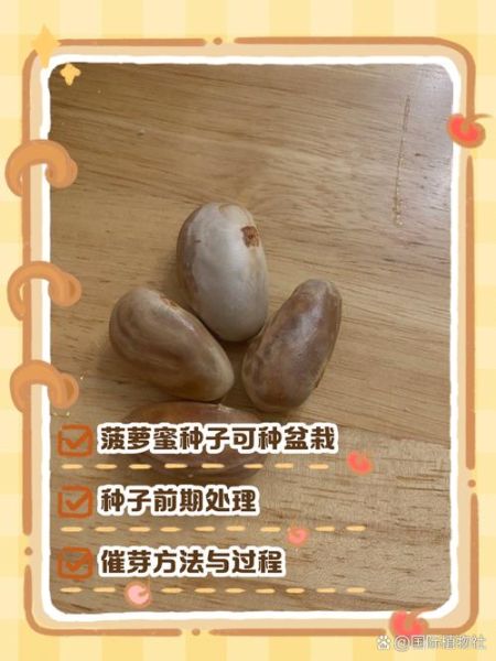 菠萝蜜的核怎么种盆栽_多久发芽-第3张图片-山城妙识 菠萝蜜的核怎么种盆栽_多久发芽-第3张图片-山城妙识