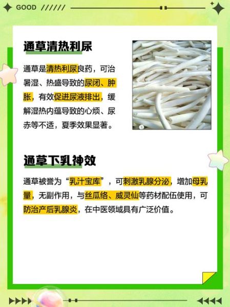 通草的功效与作用有哪些_通草怎么泡水喝-第2张图片-山城妙识 通草的功效与作用有哪些_通草怎么泡水喝-第2张图片-山城妙识