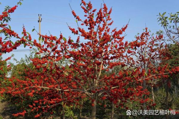 铁冬青图片_如何识别铁冬青与红果冬青-第3张图片-山城妙识