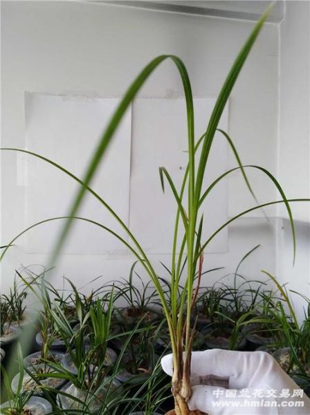 莲瓣兰雪里红图片_莲瓣兰雪里红怎么养-第2张图片-山城妙识