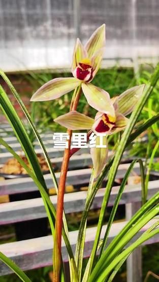 莲瓣兰雪里红图片_莲瓣兰雪里红怎么养-第3张图片-山城妙识