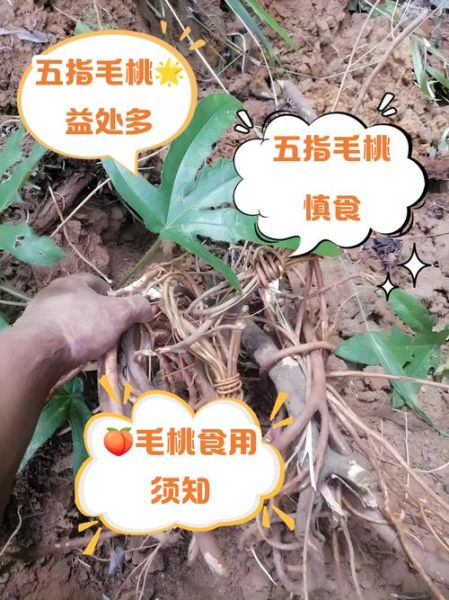 五指毛桃的功效与作用_五指毛桃的禁忌有哪些-第2张图片-山城妙识