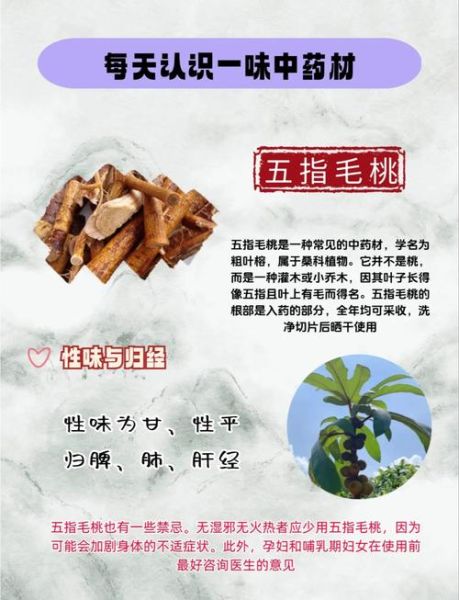 五指毛桃的功效与作用_五指毛桃的禁忌有哪些-第1张图片-山城妙识