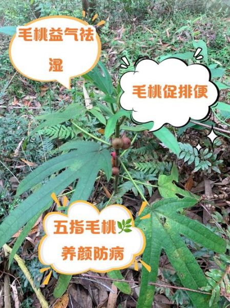五指毛桃的功效与作用_五指毛桃的禁忌有哪些-第3张图片-山城妙识