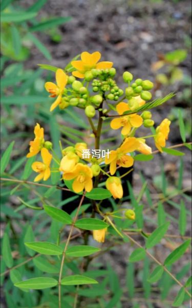 番泻叶图片长什么样_番泻叶真假辨别方法-第1张图片-山城妙识
