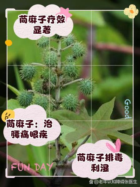 苘麻的功效与作用_苘麻能治什么病-第1张图片-山城妙识