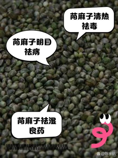 苘麻的功效与作用_苘麻能治什么病-第3张图片-山城妙识