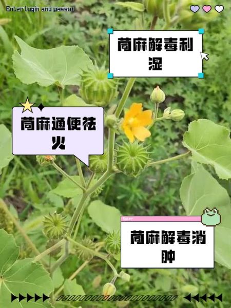 苘麻的功效与作用_苘麻能治什么病-第2张图片-山城妙识