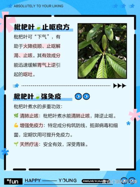 枇杷叶煮水小孩能喝吗_枇杷叶水小孩用量-第1张图片-山城妙识