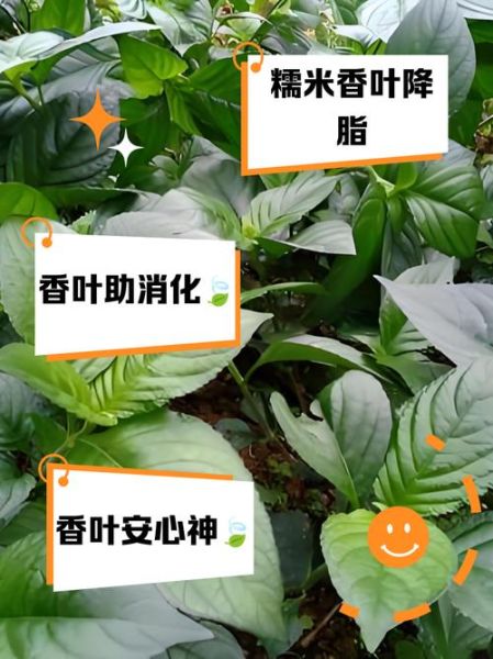 香叶的功效与作用_香叶的正确吃法-第1张图片-山城妙识