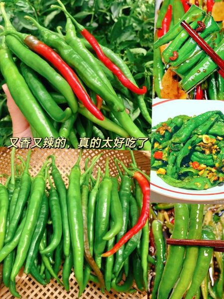 腌青辣椒怎么保存不坏_腌青辣椒的做法大全-第3张图片-山城妙识
