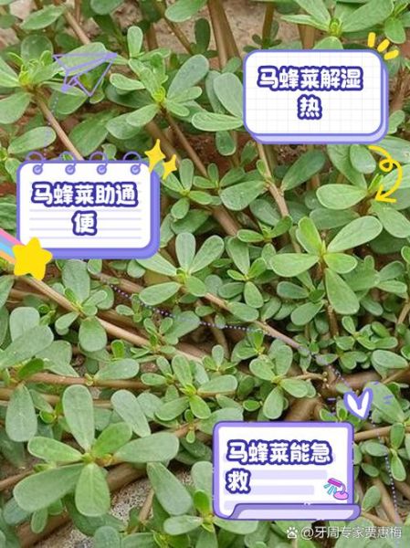 马蜂菜怎么做好吃_马蜂菜的做法大全-第1张图片-山城妙识 马蜂菜怎么做好吃_马蜂菜的做法大全-第1张图片-山城妙识