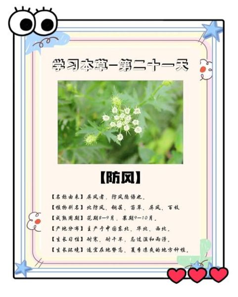 防风的功效与作用_防风怎么泡水喝-第2张图片-山城妙识