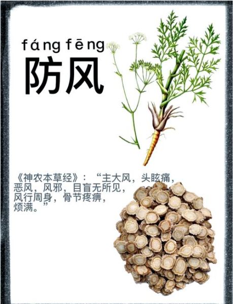 防风的功效与作用_防风怎么泡水喝-第1张图片-山城妙识