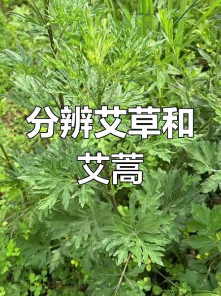 艾蒿和艾草的区别图片_如何一眼分辨-第2张图片-山城妙识