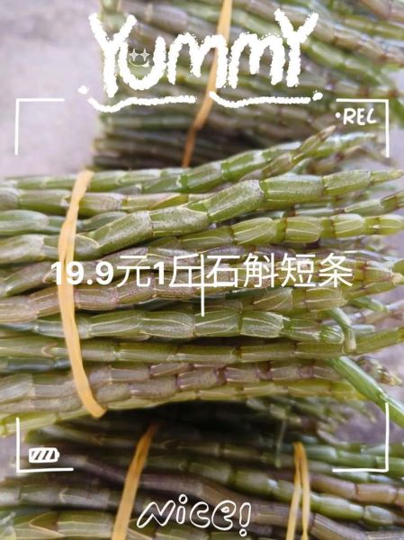 铁皮石斛多少钱一斤_铁皮石斛价格为什么差距大-第2张图片-山城妙识