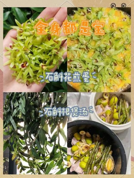 铁皮石斛多少钱一斤_铁皮石斛价格为什么差距大-第3张图片-山城妙识