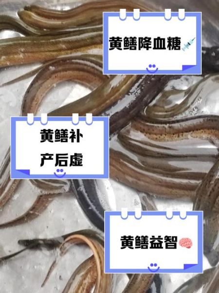 黄鳝吃什么饲料成本低_黄鳝低成本饲料配方-第1张图片-山城妙识