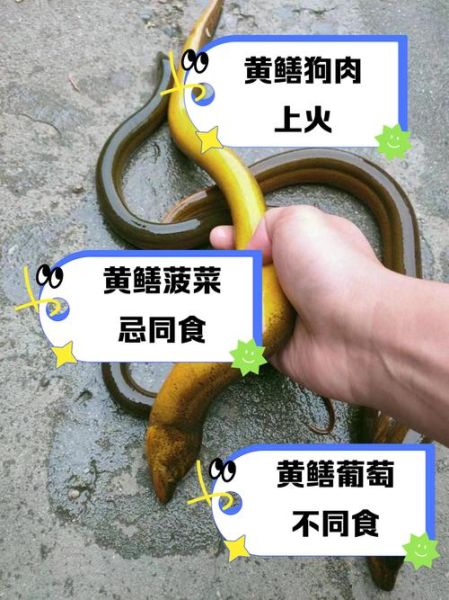 黄鳝吃什么饲料成本低_黄鳝低成本饲料配方-第2张图片-山城妙识