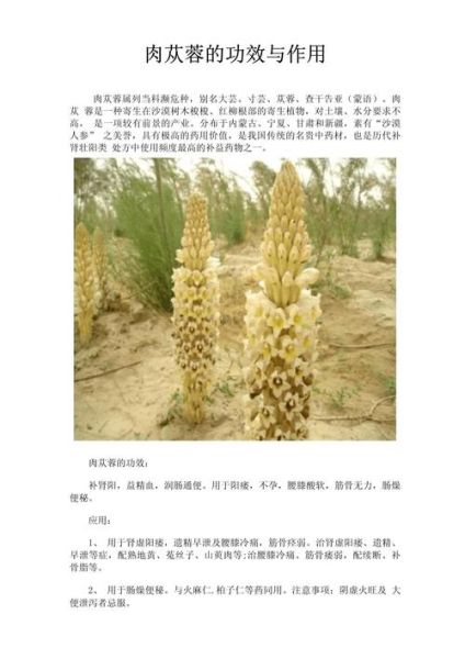 肉苁蓉有什么作用_肉苁蓉怎么吃效果最好-第3张图片-山城妙识