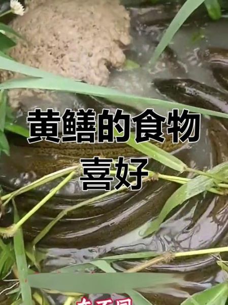 黄鳝吃什么饲料成本低_黄鳝低成本饲料配方-第3张图片-山城妙识