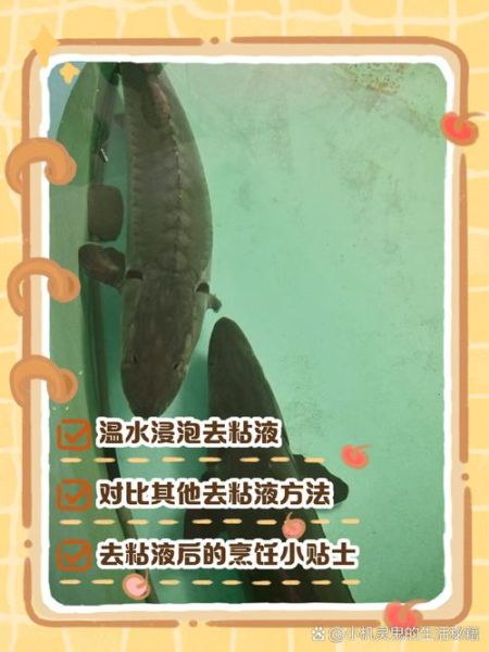 鲟鱼怎么去鳞_鲟鱼去鳞视频教程-第3张图片-山城妙识