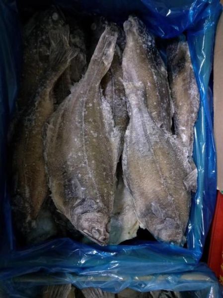 鸦片鱼图片多少钱一斤_鸦片鱼价格行情-第1张图片-山城妙识 鸦片鱼图片多少钱一斤_鸦片鱼价格行情-第1张图片-山城妙识