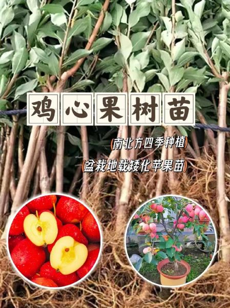 鸡心果价格多少钱一斤_鸡心果为什么那么贵-第3张图片-山城妙识 鸡心果价格多少钱一斤_鸡心果为什么那么贵-第3张图片-山城妙识