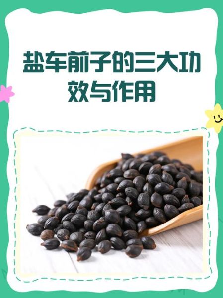 车前子怎么吃_车前子能长期喝吗-第1张图片-山城妙识