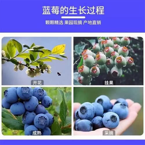 蓝莓果图片_蓝莓果怎么挑选-第3张图片-山城妙识