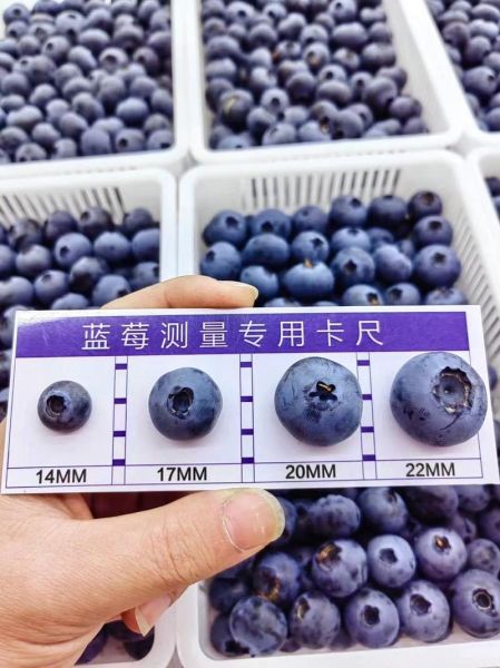 蓝莓果图片_蓝莓果怎么挑选-第2张图片-山城妙识