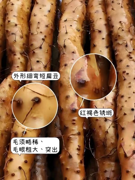 麻山药和铁棍山药的区别_哪个更好-第3张图片-山城妙识