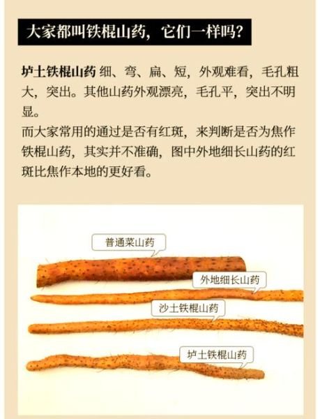 麻山药和铁棍山药的区别_哪个更好-第1张图片-山城妙识