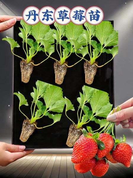 草莓怎么种植方法_家庭阳台草莓种植步骤-第2张图片-山城妙识