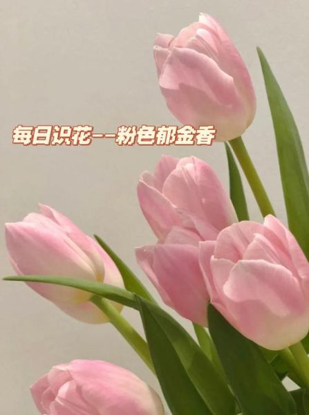 郁金香为什么不能送人_送错花后果-第3张图片-山城妙识 郁金香为什么不能送人_送错花后果-第3张图片-山城妙识