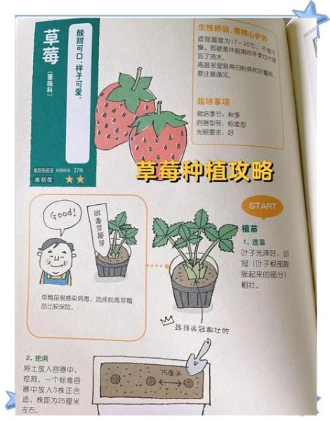 草莓怎么种植方法_家庭阳台草莓种植步骤-第1张图片-山城妙识