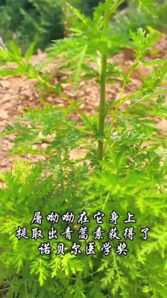 青蒿草的功效与作用_青蒿草怎么泡水喝-第3张图片-山城妙识