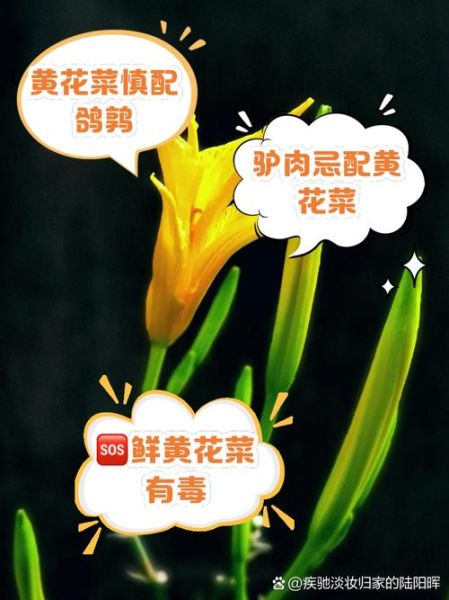 黄花菜不能和什么一起吃_哪些人不能吃黄花菜-第2张图片-山城妙识