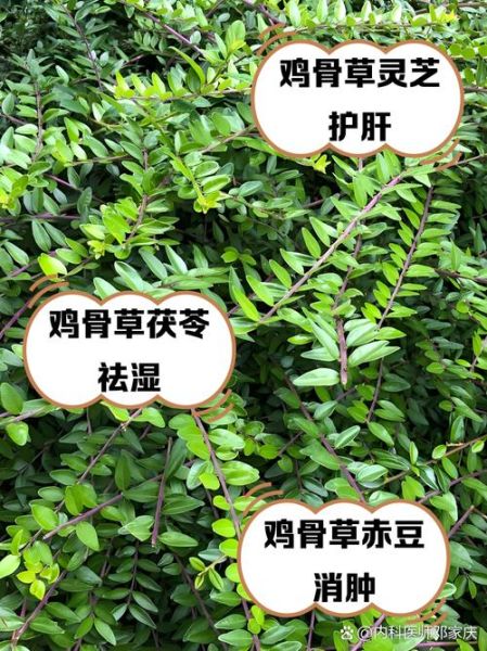 鸡骨草的功效与作用_鸡骨草怎么泡水喝-第1张图片-山城妙识