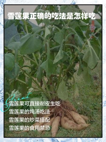 雪莲果怎么吃最好吃_雪莲果的正确吃法-第1张图片-山城妙识