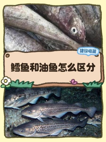 鳕鱼和油鱼的区别_如何一眼分辨真假鳕鱼-第1张图片-山城妙识