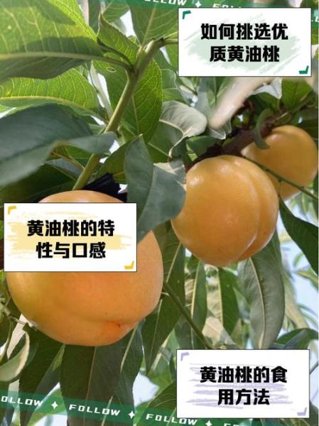 黄肉油桃的功效与作用_黄肉油桃上火吗-第1张图片-山城妙识 黄肉油桃的功效与作用_黄肉油桃上火吗-第1张图片-山城妙识