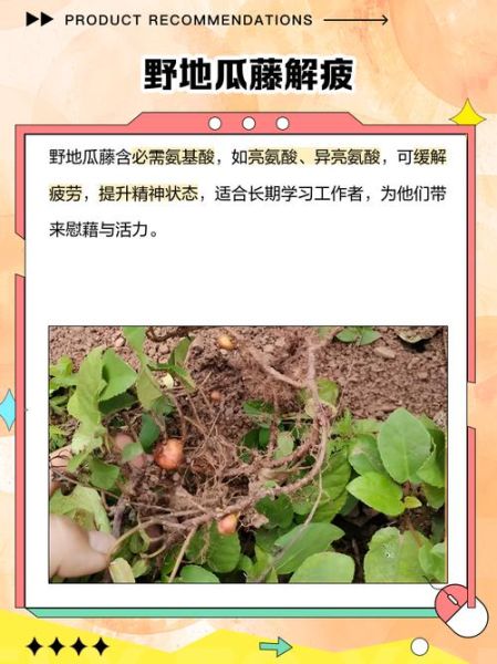 野地瓜藤的功效与作用_野地瓜藤怎么吃-第2张图片-山城妙识